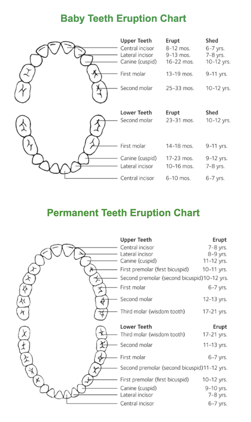 Tooth Eruption: Why do we lose baby teeth? – Schmidt & Berkers Family ...
